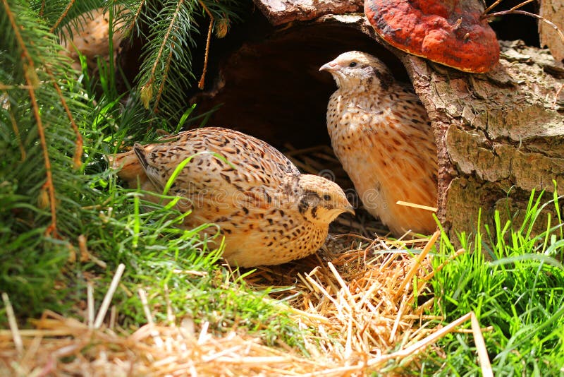 The Young Laying Quail Feels Comfortable in Its Natural Environment and ...