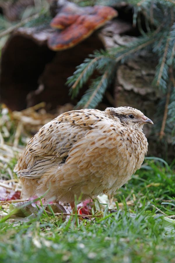 The Young Laying Quail Feels Comfortable in Its Natural Environment and ...