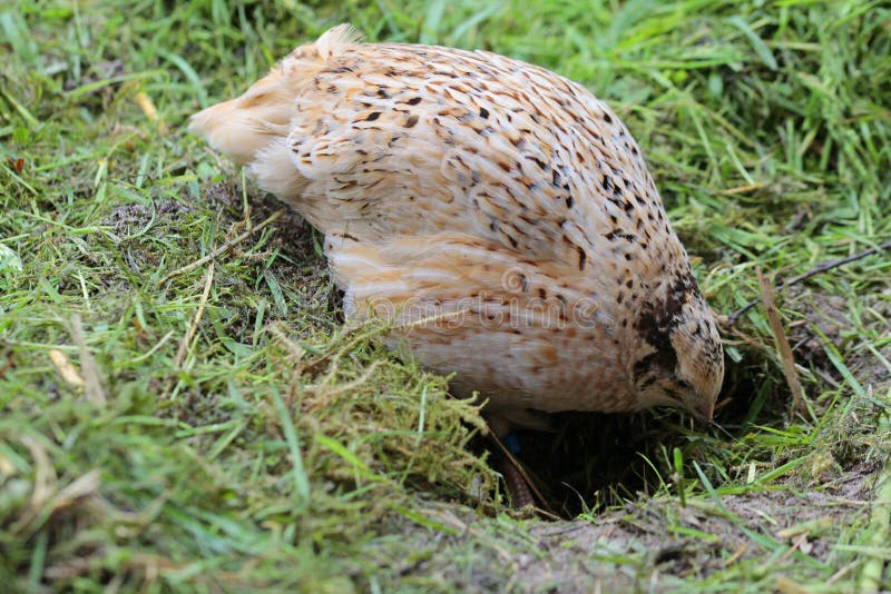 The Young Laying Quail Feels Comfortable in Its Natural Environment and ...