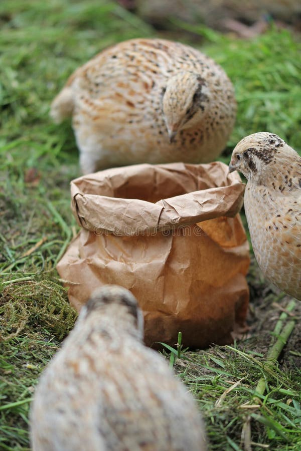The Young Laying Quail Feels Comfortable in Its Natural Environment and ...