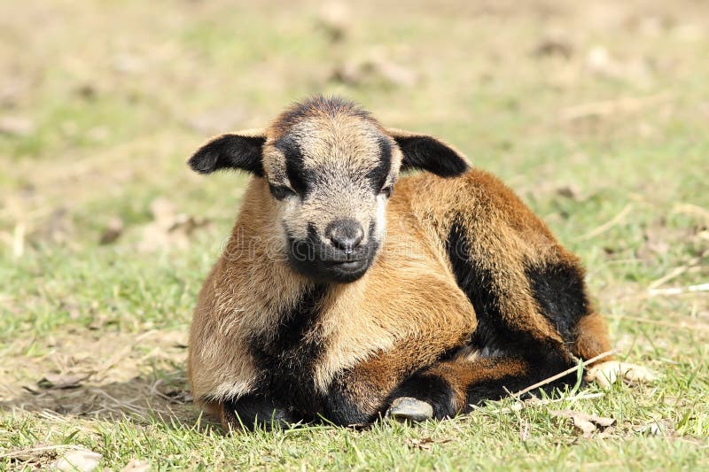 Lazy Goat is Sleepy in the Farm Stall Stock Photo - Image of mammal ...
