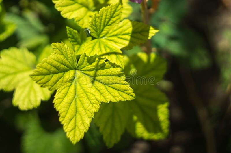 Young leaf of currant stock photo. Image of field, food - 96536524