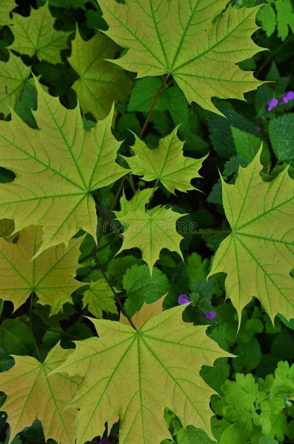 Young leaf of a maple stock photo. Image of observation - 147506776