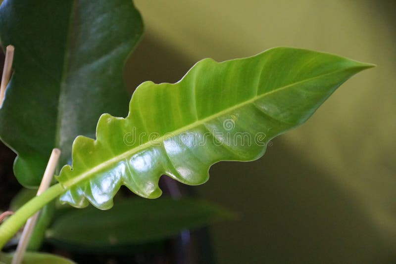 A Young Leaf of Philodendron Narrow Tiger`s Tooth Stock Image - Image ...