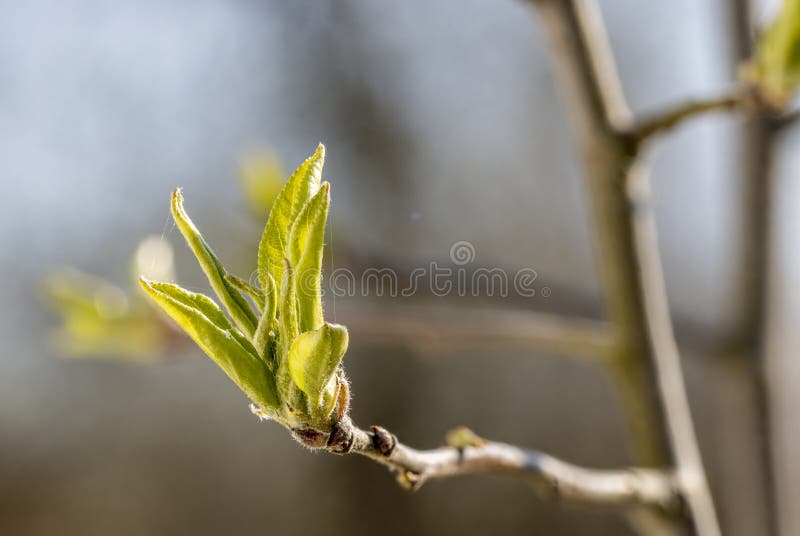 Some Young Leaf Shoots are on a Branch in Spring Stock Photo - Image of ...