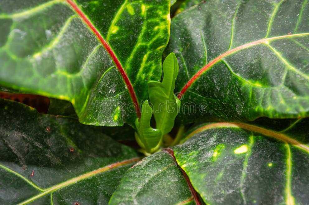 Young Leaf Sprout on a Tropical Plant Stock Image - Image of grass ...