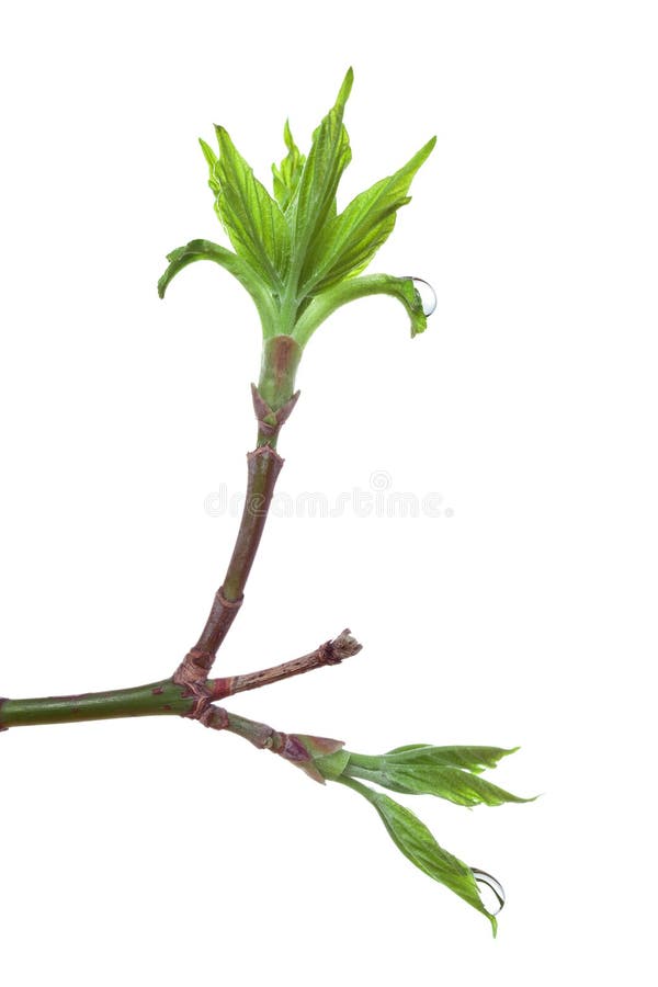 Young leaves stock photo. Image of sprig, young, nature - 14507208