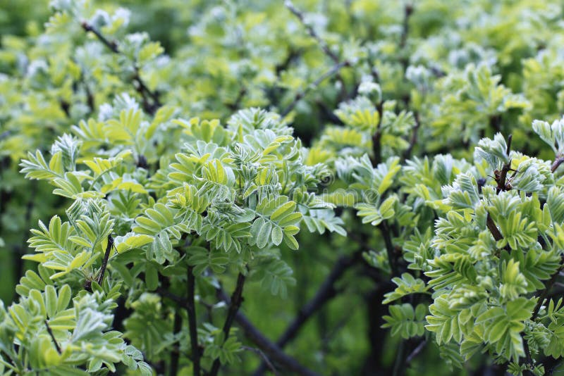 Young Leaves of an Acacia in the Park Stock Photo - Image of plant ...