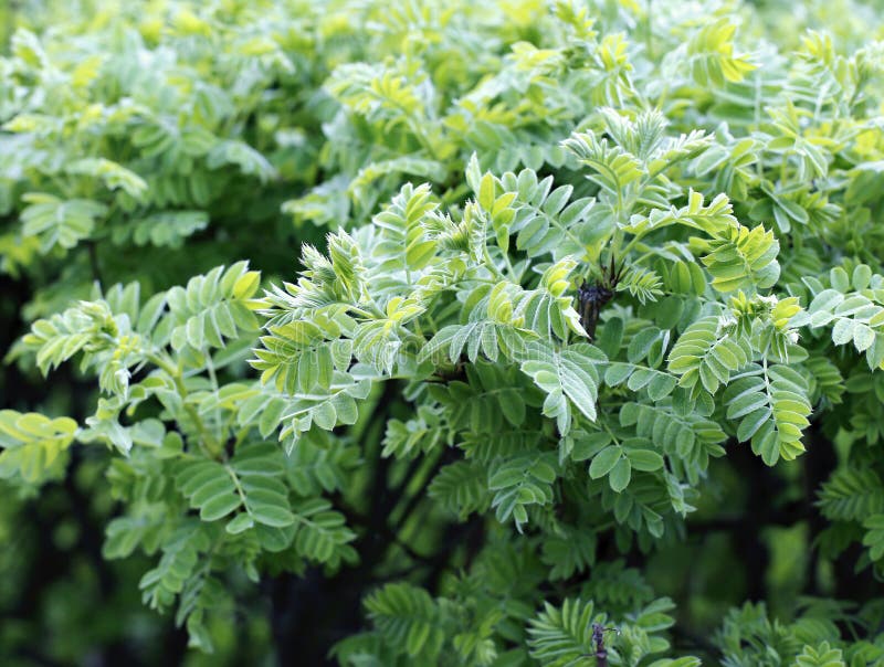 Young acacia leaves stock image. Image of organic, garden - 30622239