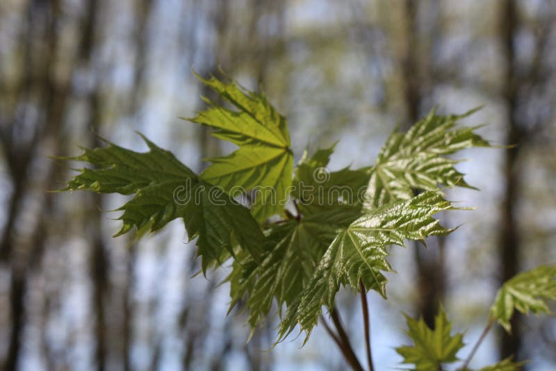 Young Leaves Appeared on Maple Trees in Spring Stock Photo - Image of ...