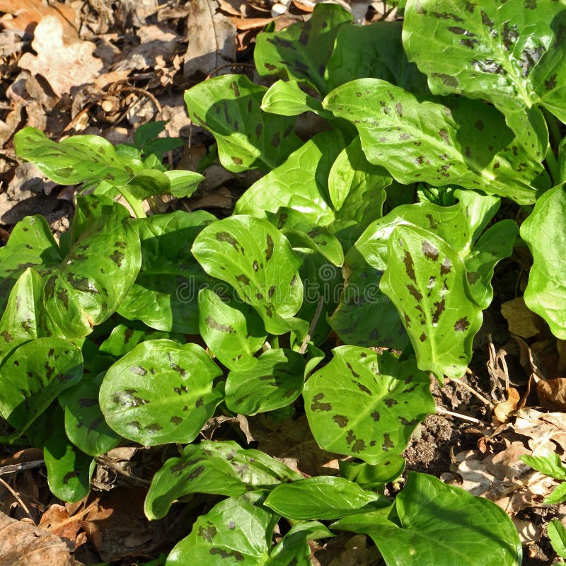 Stinky skunk cabbage stock photo. Image of smelly, plant - 54608926
