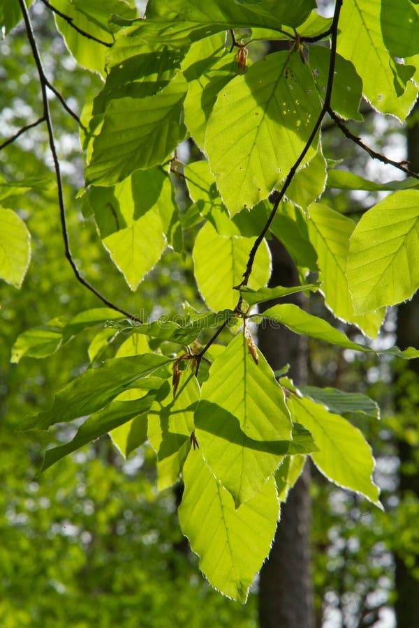 Leaves of a beech stock image. Image of lushness, dense - 40858379