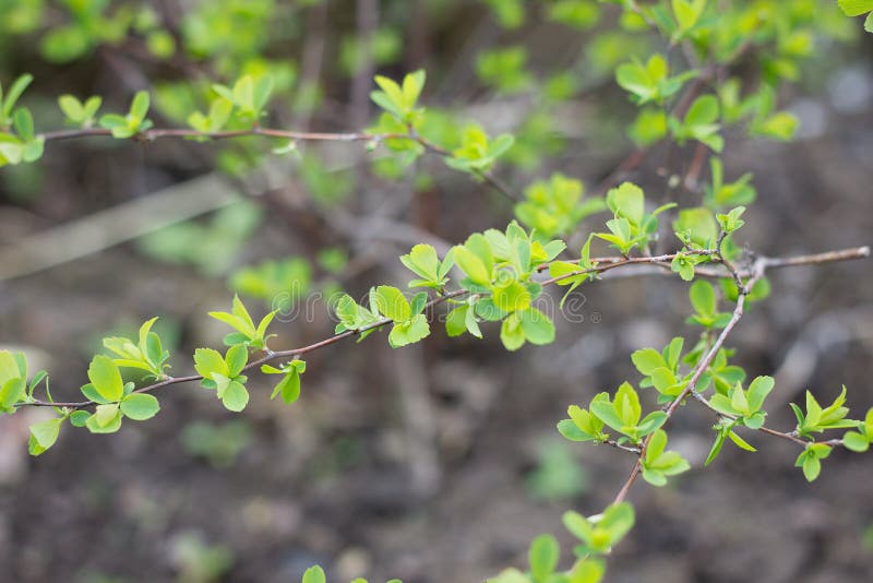 Young Leaves on Birch. Young Spring Shoots Stock Photo - Image of grove ...