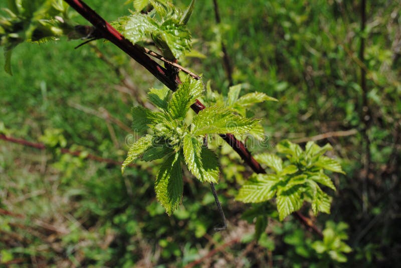 Young Leaves on the Branches of a Blackberry Stock Photo - Image of ...