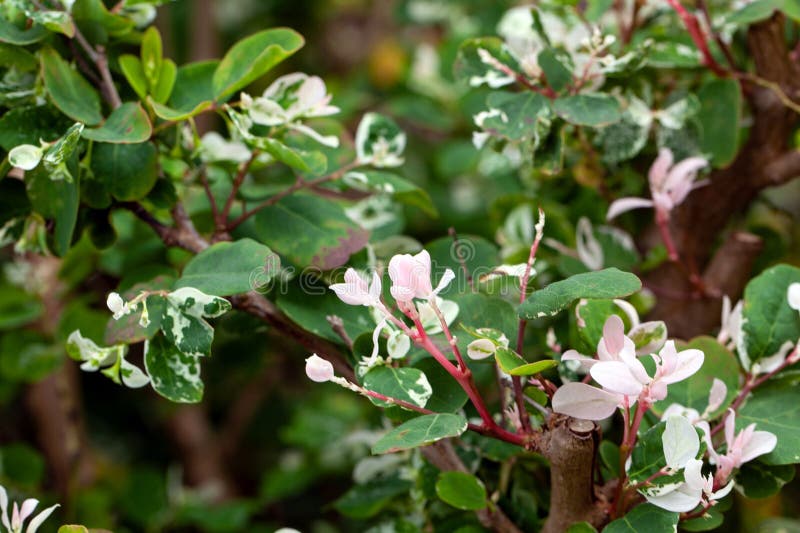 Young Leaves of a Breynia Disticha Stock Photo - Image of leaf, natural ...