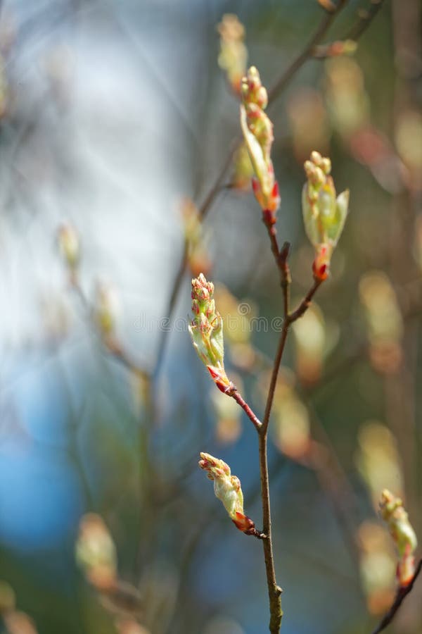 Young leaves stock photo. Image of flowering, close, easter - 81362430