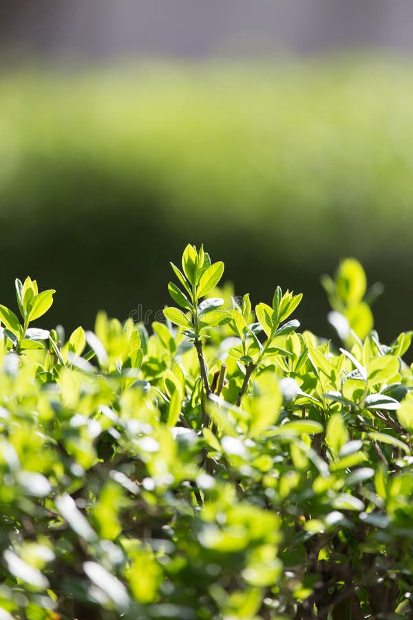 Young Leaves on a Bush in the Spring Stock Photo - Image of background ...