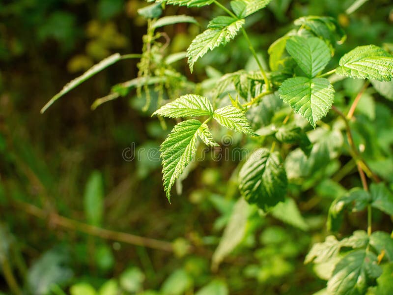 Young Leaves on Bushes in the Forest Stock Photo - Image of forest ...