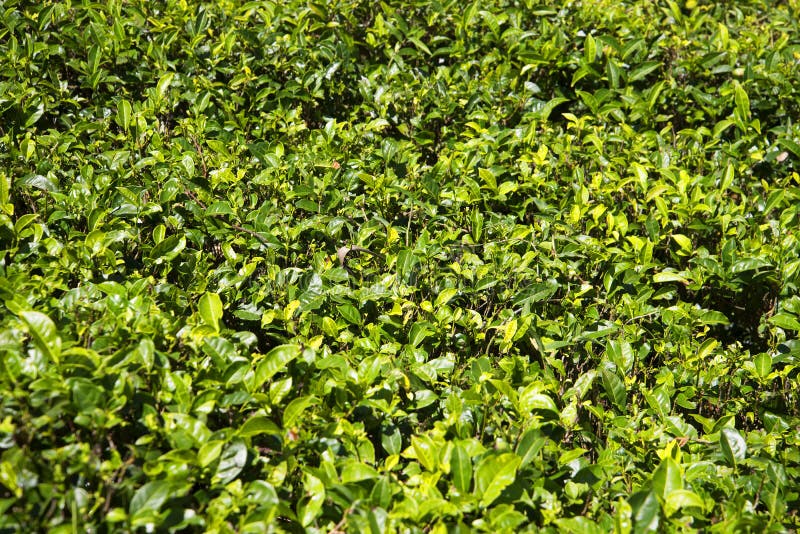 Young leaves of Ceylon tea stock photo. Image of leaves - 60627700