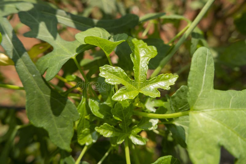 The Young Leaves of the Chaya Tree are Still Light Green Stock Image ...