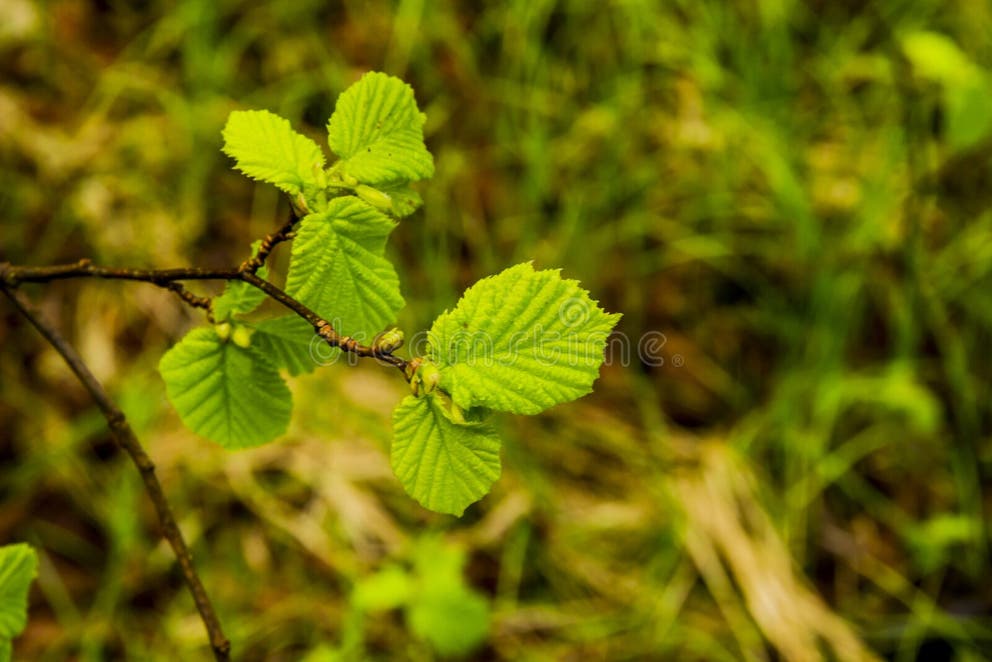 Young leaves of elm tree stock image. Image of growth - 214628531