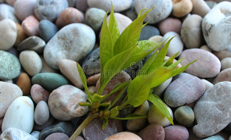 Young Leaves at the End of a Branch on a Background of Colored Pebbles ...