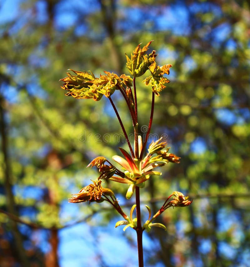 Young Leaves and Flowers on a Maple Tree in the First Warm Spring Days ...