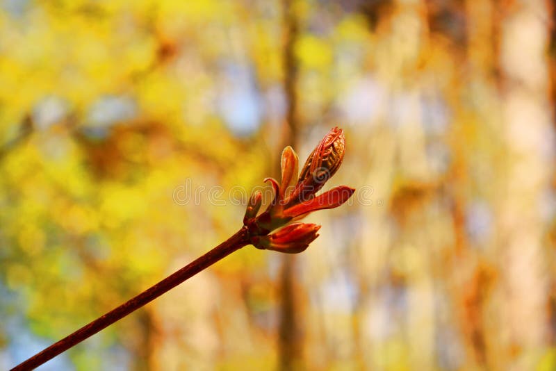 Young Leaves and Flowers on a Maple Tree in the First Warm Spring Days ...