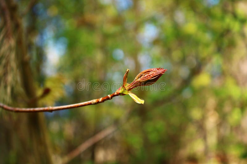 Young Leaves and Flowers on a Maple Tree in the First Warm Spring Days ...