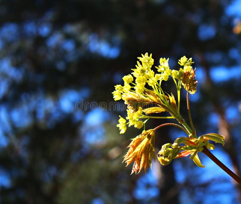 Young Leaves and Flowers on a Maple Tree in the First Warm Spring Days ...