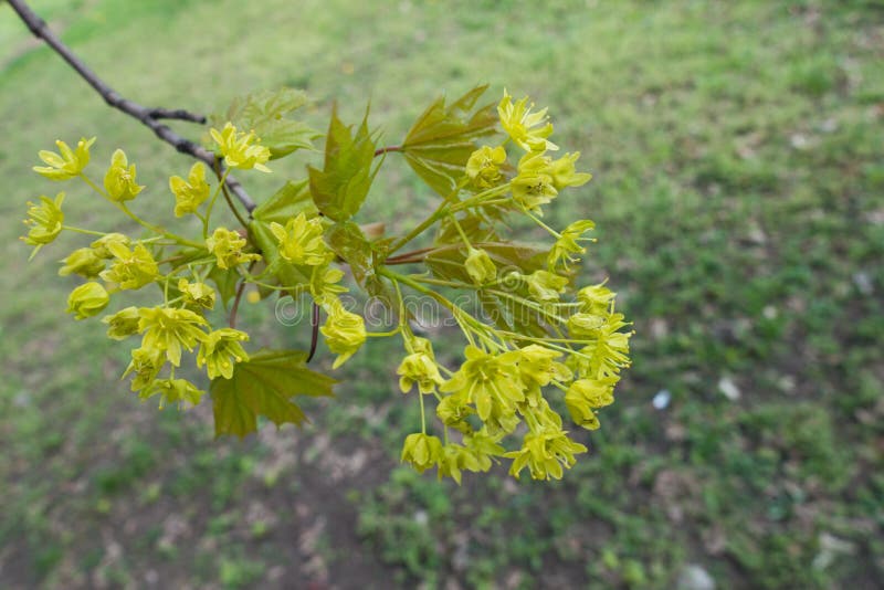 Young Leaves and Flowers of Norway Maple Stock Photo - Image of growth ...