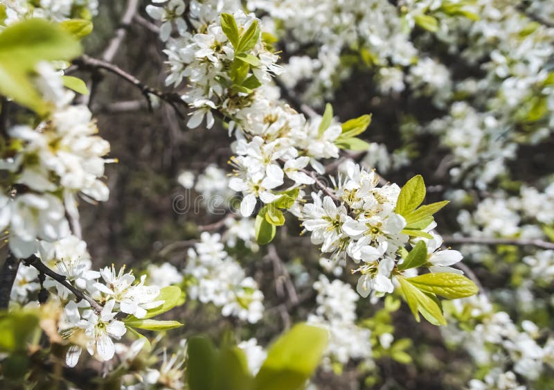 Young Leaves of a Fruit Tree and White Flowers in Early Spring Stock ...