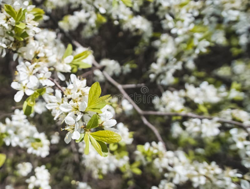 Young Leaves of a Fruit Tree and White Flowers in Early Spring Stock ...