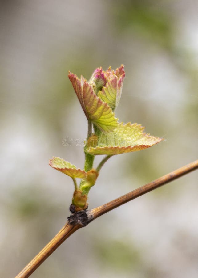 Young Leaves on a Grape Vine in Spring. Stock Image - Image of spring ...