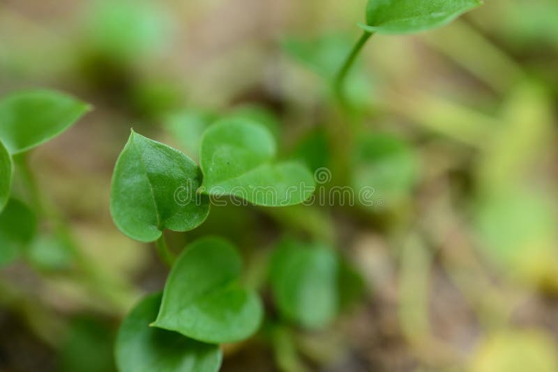 Young Leaves Grow in Spring with Bokeh Background, Closeup. HD Image ...