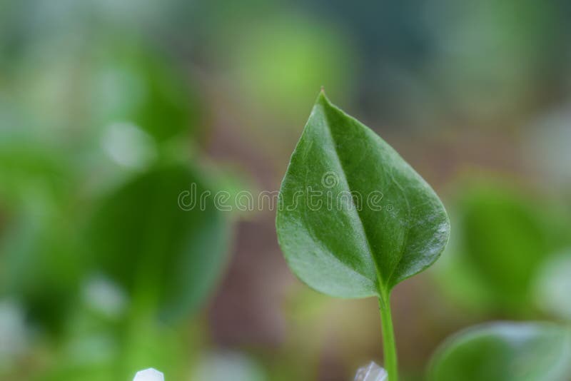Young Leaves Grow in Spring, Closeup. HD Image Stock Image - Image of ...