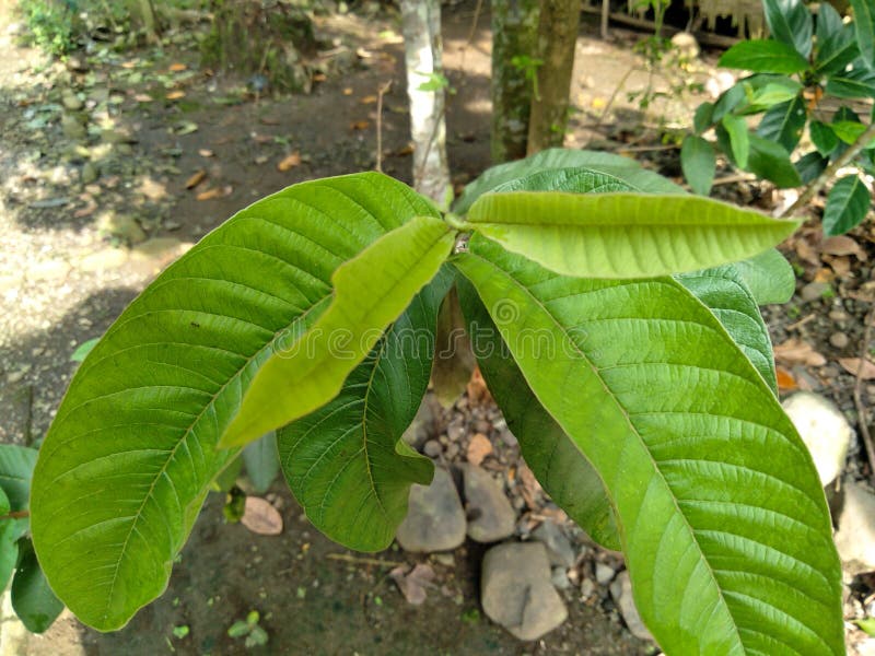 Young leaves of guava tree stock image. Image of natural - 248312981