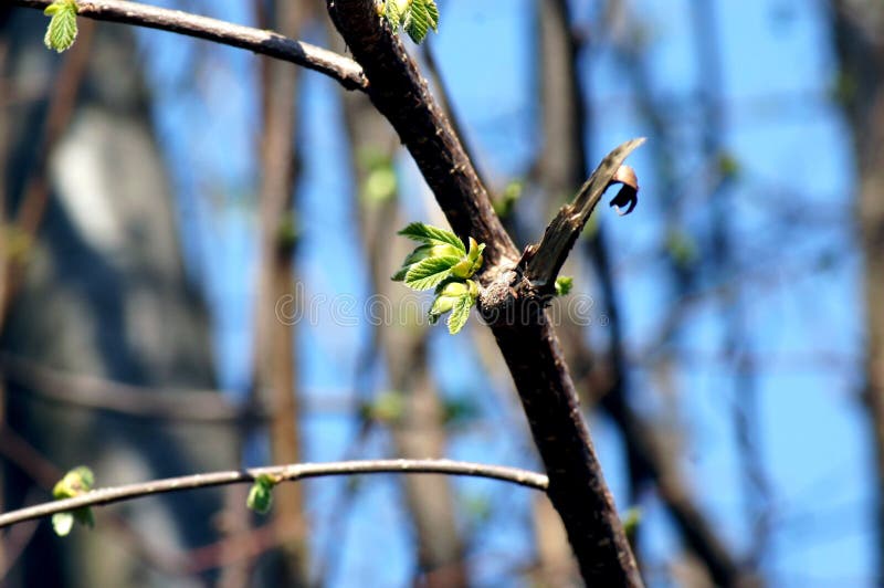 Hashnut Stock Photos - Free & Royalty-Free Stock Photos from Dreamstime