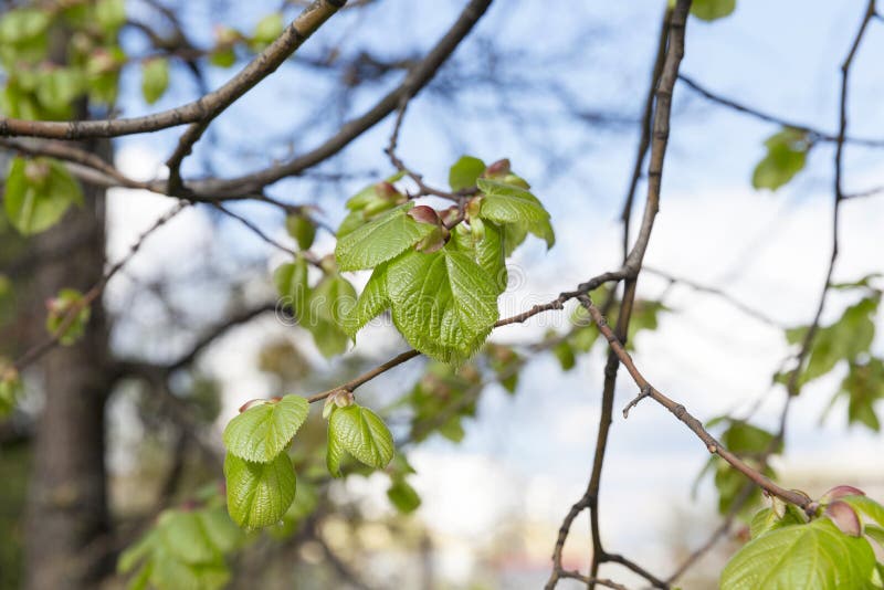 Young Leaves of Linden Tree Stock Photo - Image of deciduous, clean ...