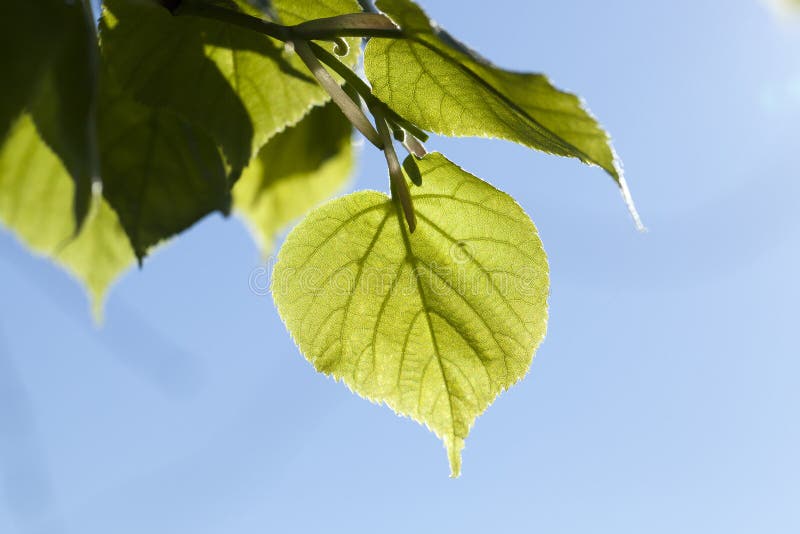 Young Leaves of Linden Tree Stock Image - Image of life, fresh: 80301725
