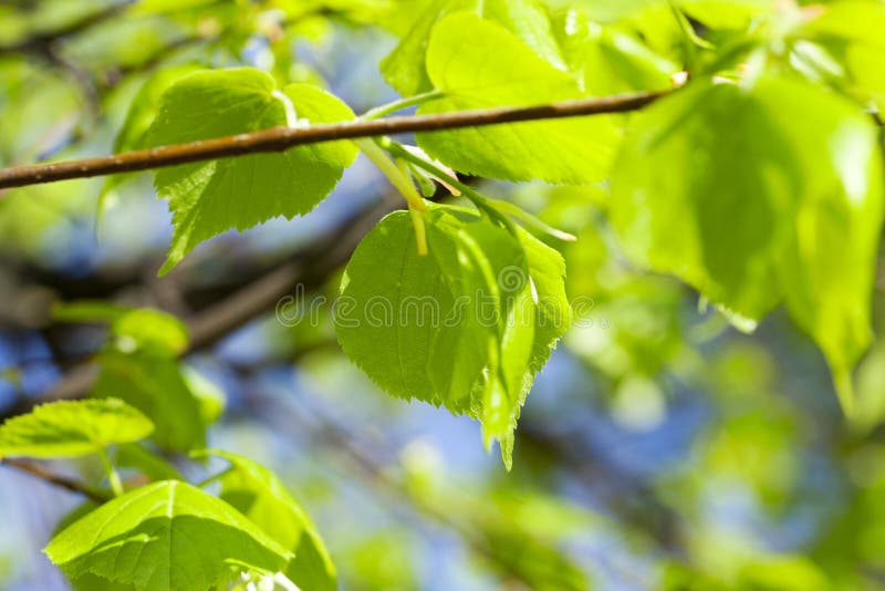 Young Leaves of Linden Tree Stock Image - Image of foliage, environment ...