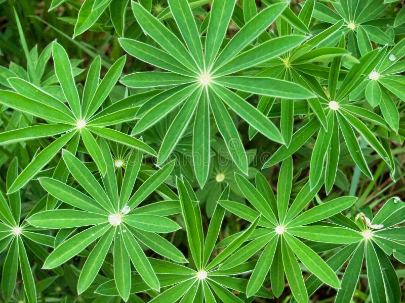 Young Leaves of the Lupines Stock Image - Image of leaves, drop: 31151985