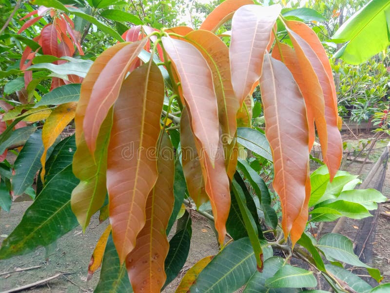 The Young Leaves of the Mango Tree that Have Just Emerged are Red among ...
