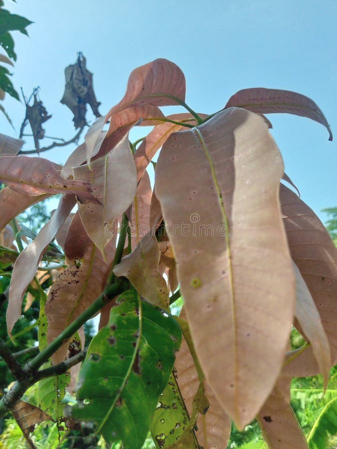 Young Leaves of a Mango Tree on the Shoot Stock Photo - Image of mango ...