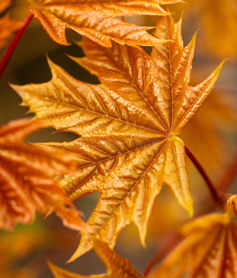Young Leaves on a Maple Tree in Spring. Stock Photo - Image of foliage ...