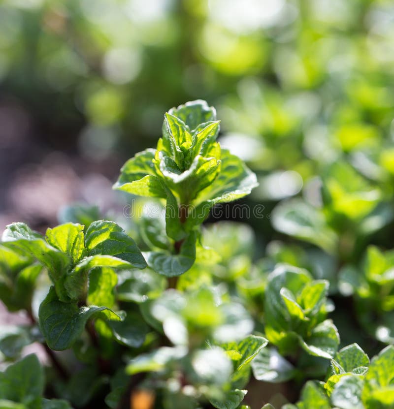 Young Leaves of Mint in Nature. Macro Stock Image - Image of serrated ...