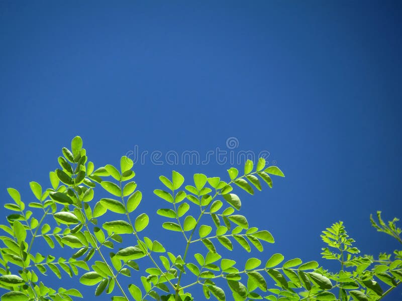 Young Leaves of the Moringa Tree Under the Blue Sky Stock Photo - Image ...