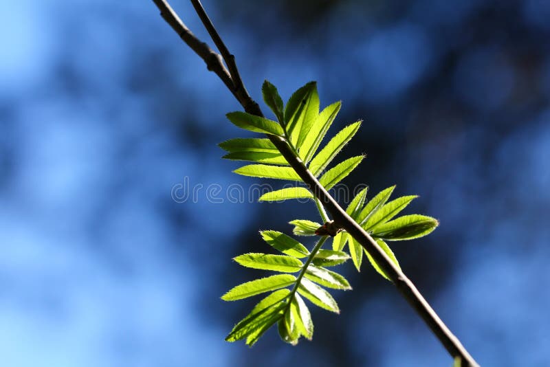 Fresh Leaves in Spring Forest Stock Image - Image of leaves, growth ...