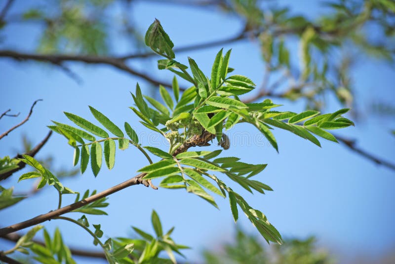 Young Leaves of a Mountain Ash in the Early Spring Stock Photo - Image ...
