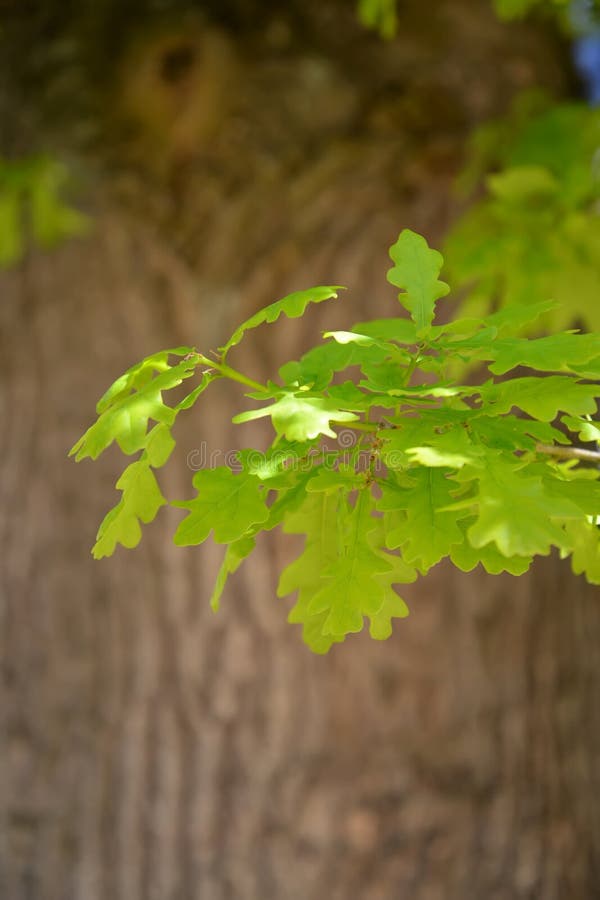 Young Leaves of an Oak of Chereshchaty (Quercus Robur L.) Against a ...